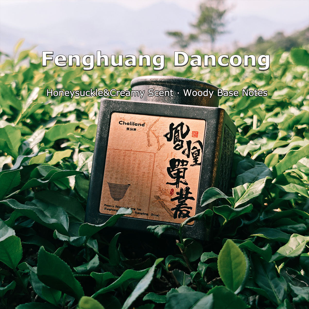 Fenghuang Dancong,Single Clump Tea 50g – Chaliland
